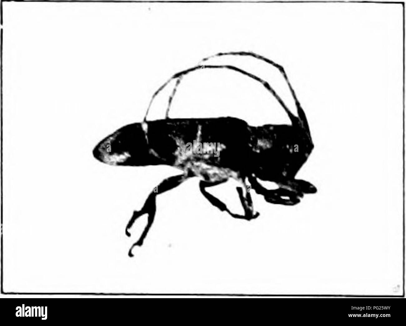 This guide on injurious insects discusses various pests that damage ...