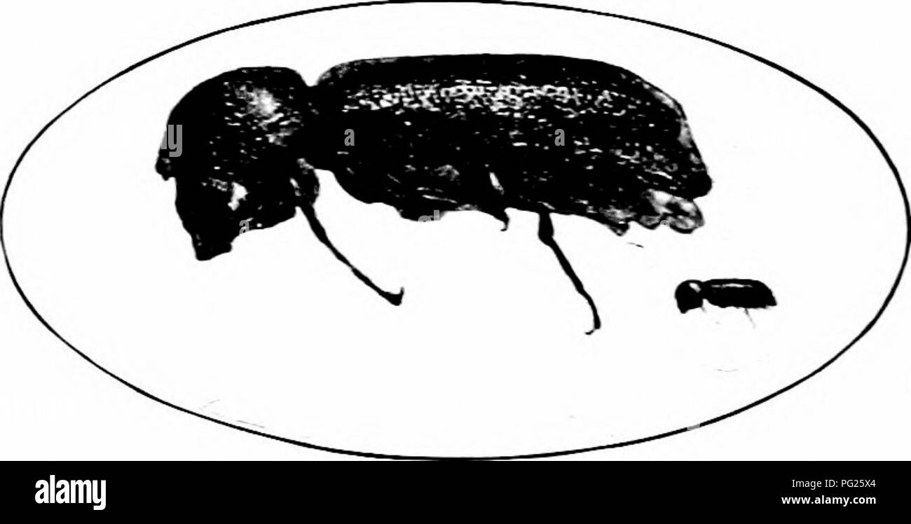 A practical guide to identifying and managing harmful insect pests ...