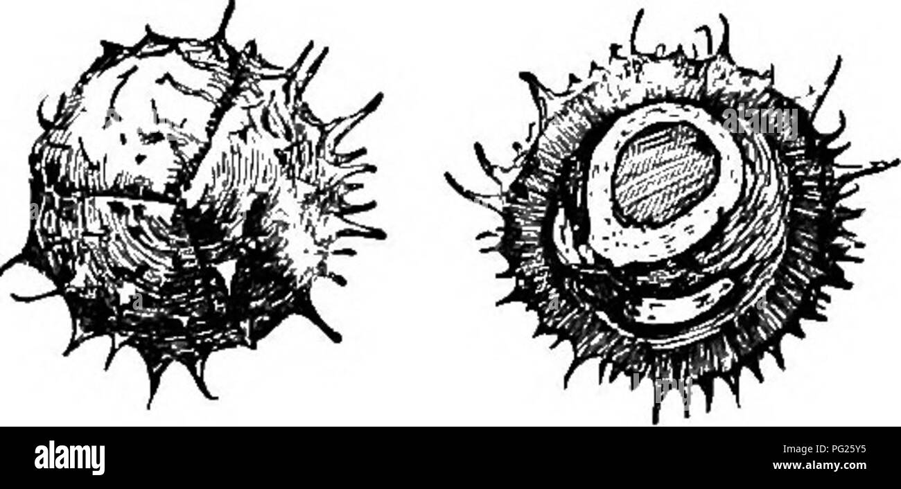 This entry from a beginner's botany guide explores the structure of ...