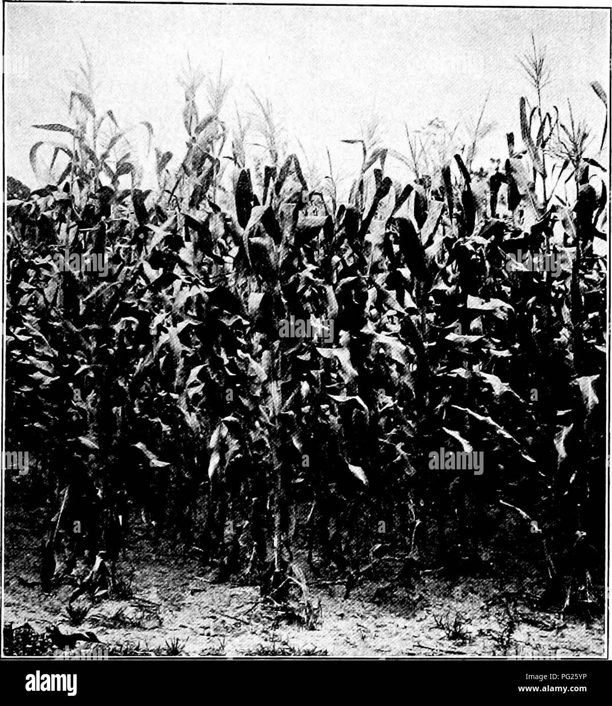 Corn cribs hi-res stock photography and images - Alamy