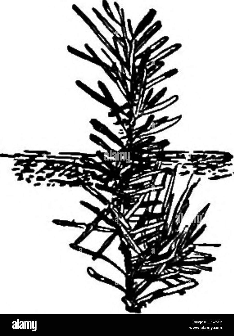 Multiplying plant Black and White Stock Photos & Images - Alamy