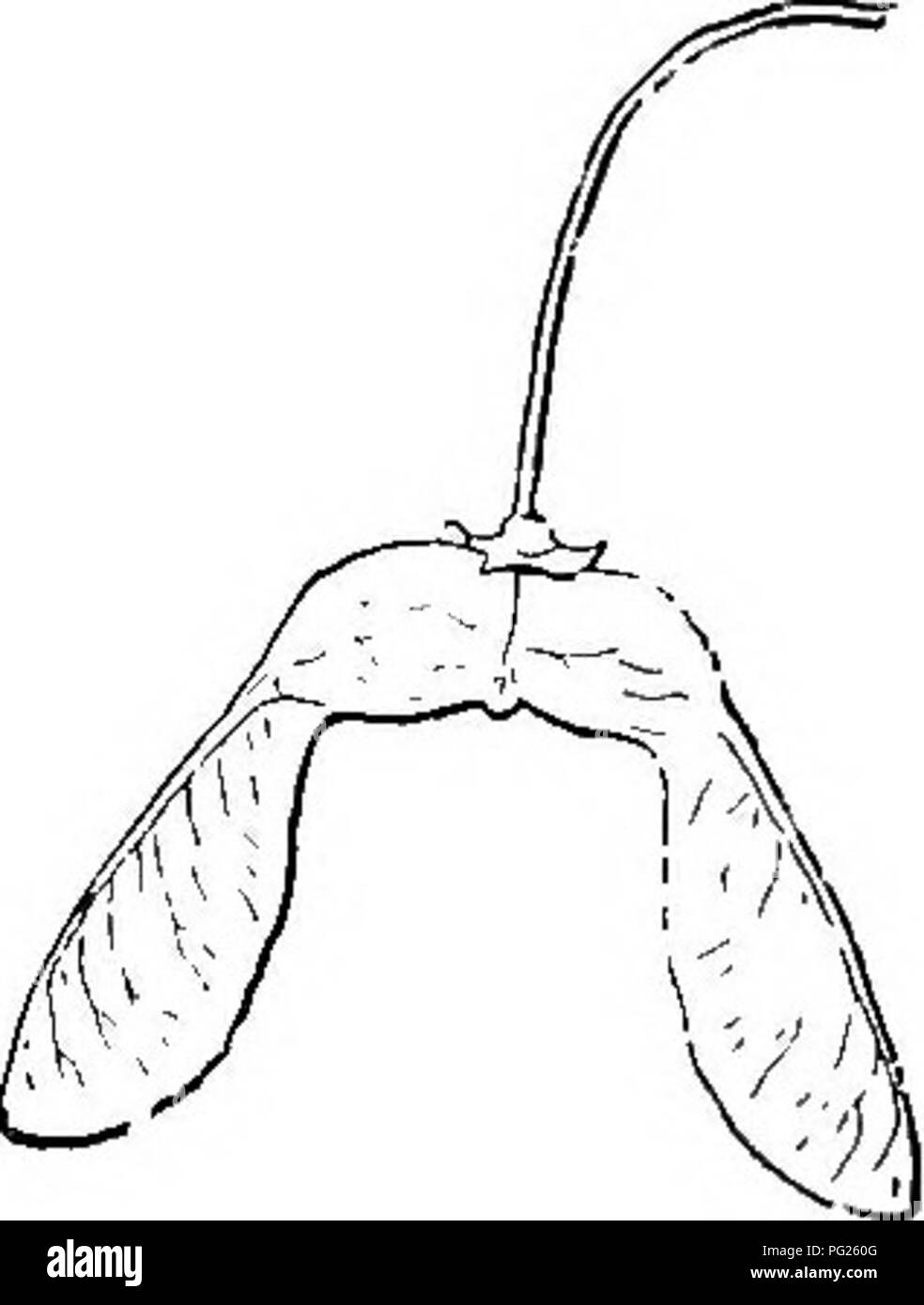 Open husk Black and White Stock Photos & Images - Alamy