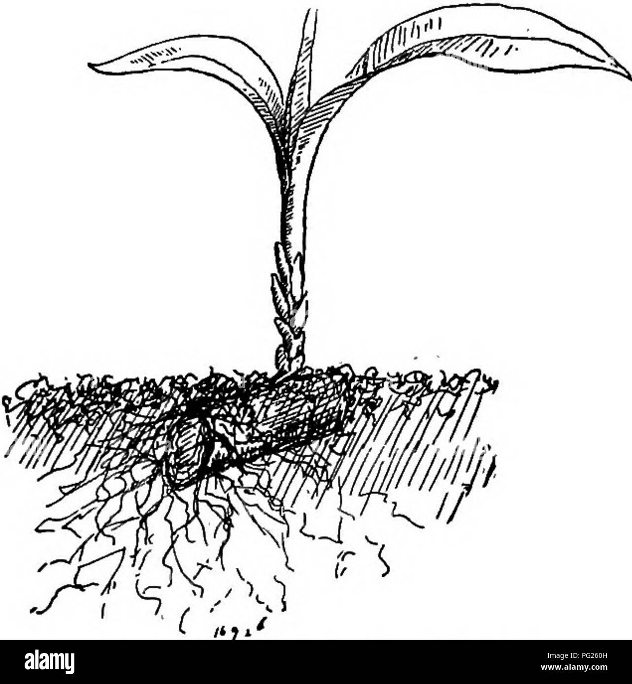 Root Cutting Propagation