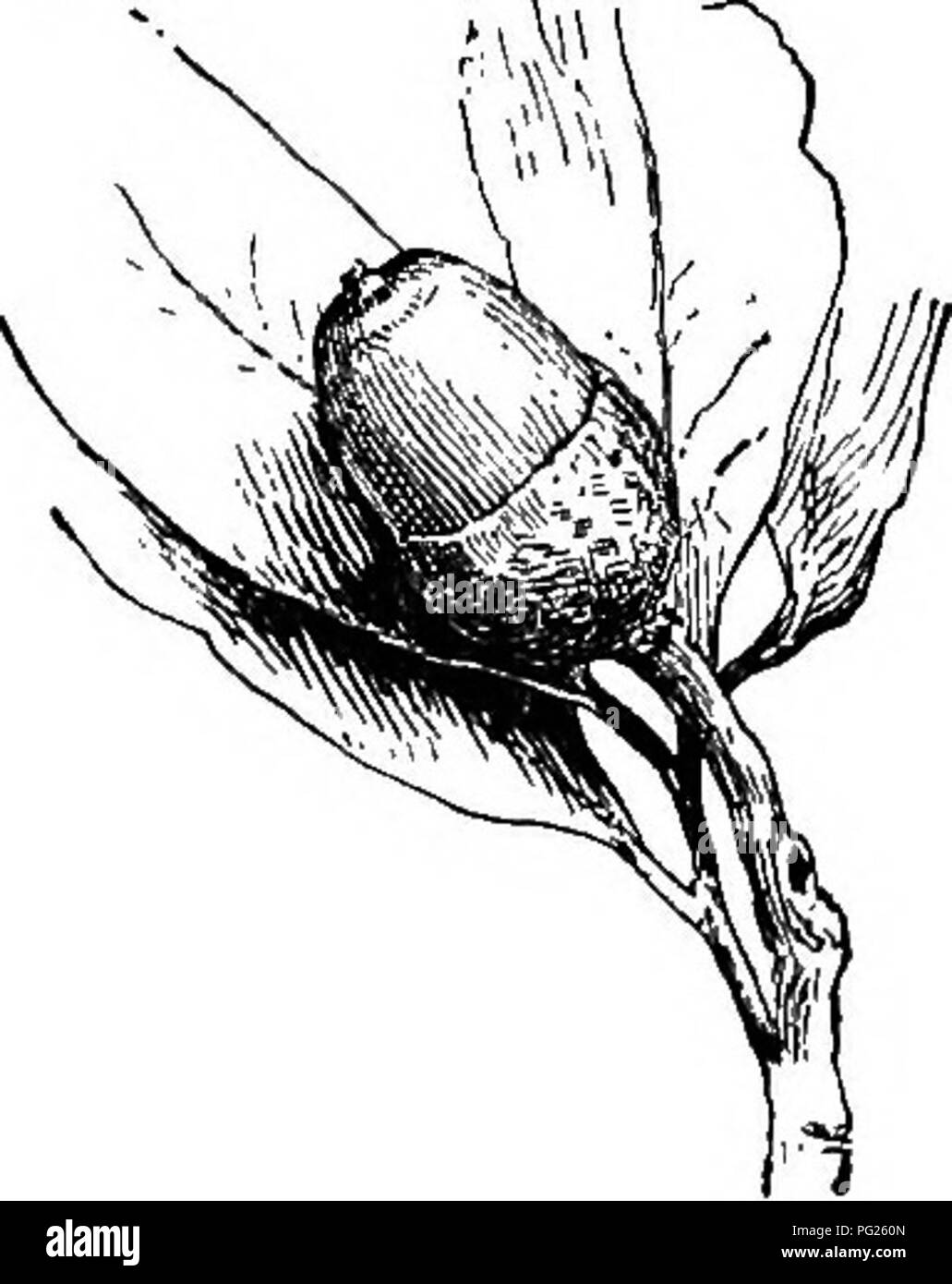 Open husk Black and White Stock Photos & Images - Alamy