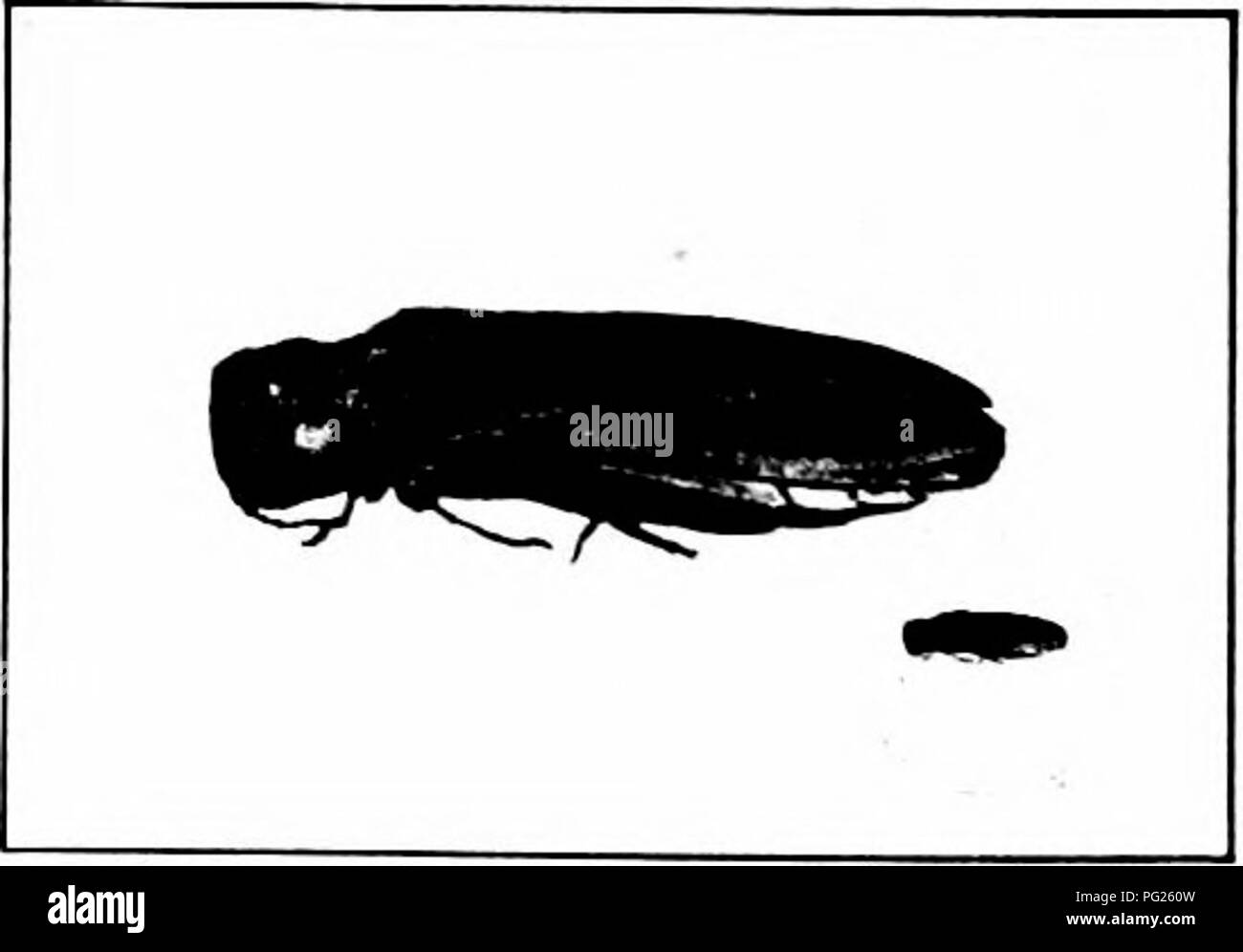 Red necked cane borer hi-res stock photography and images - Alamy