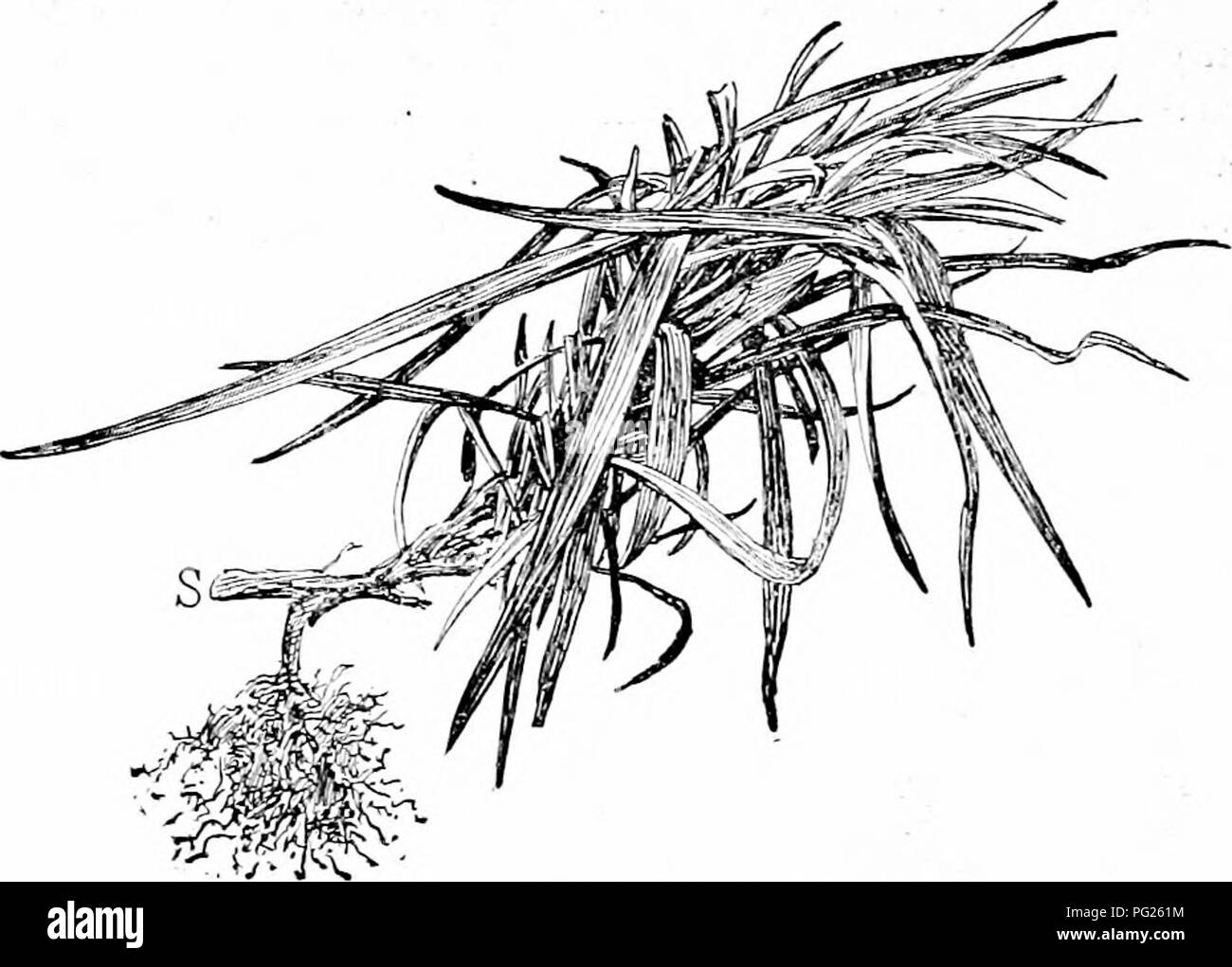 Girdling roots Black and White Stock Photos & Images - Alamy
