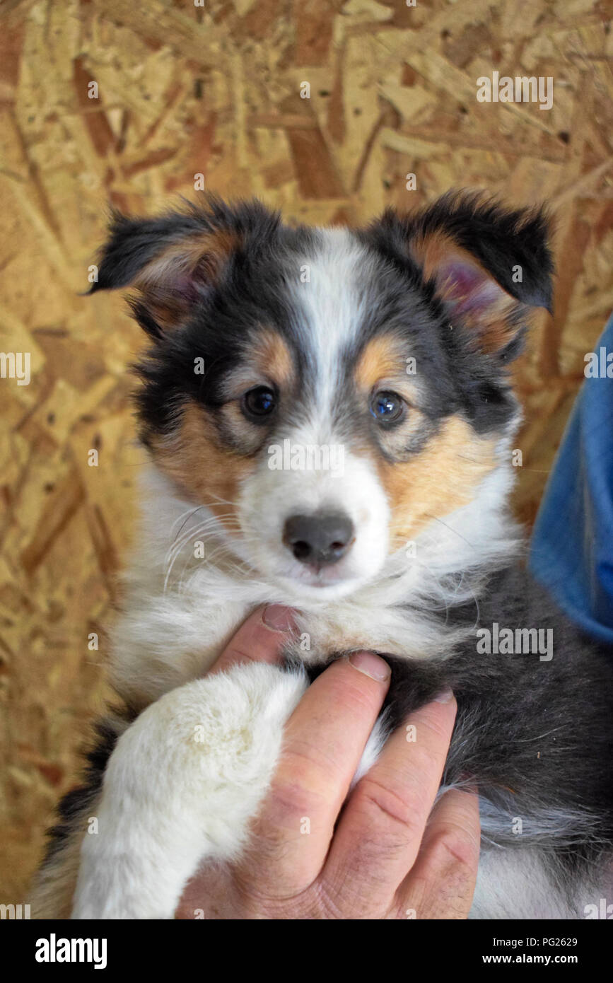 Shelties hi-res stock photography and images - Alamy