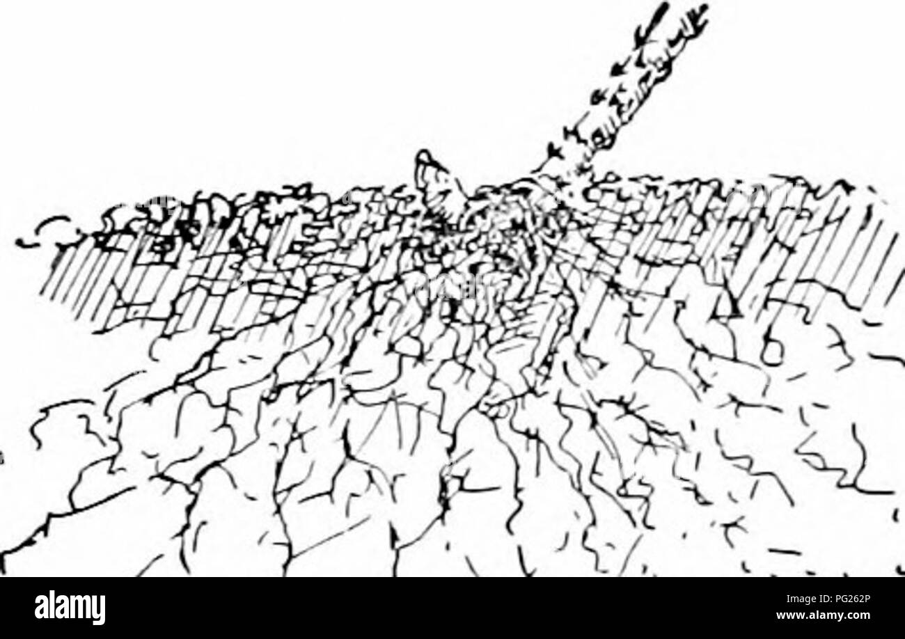 This section discusses the propagation of plants by layering, a method ...