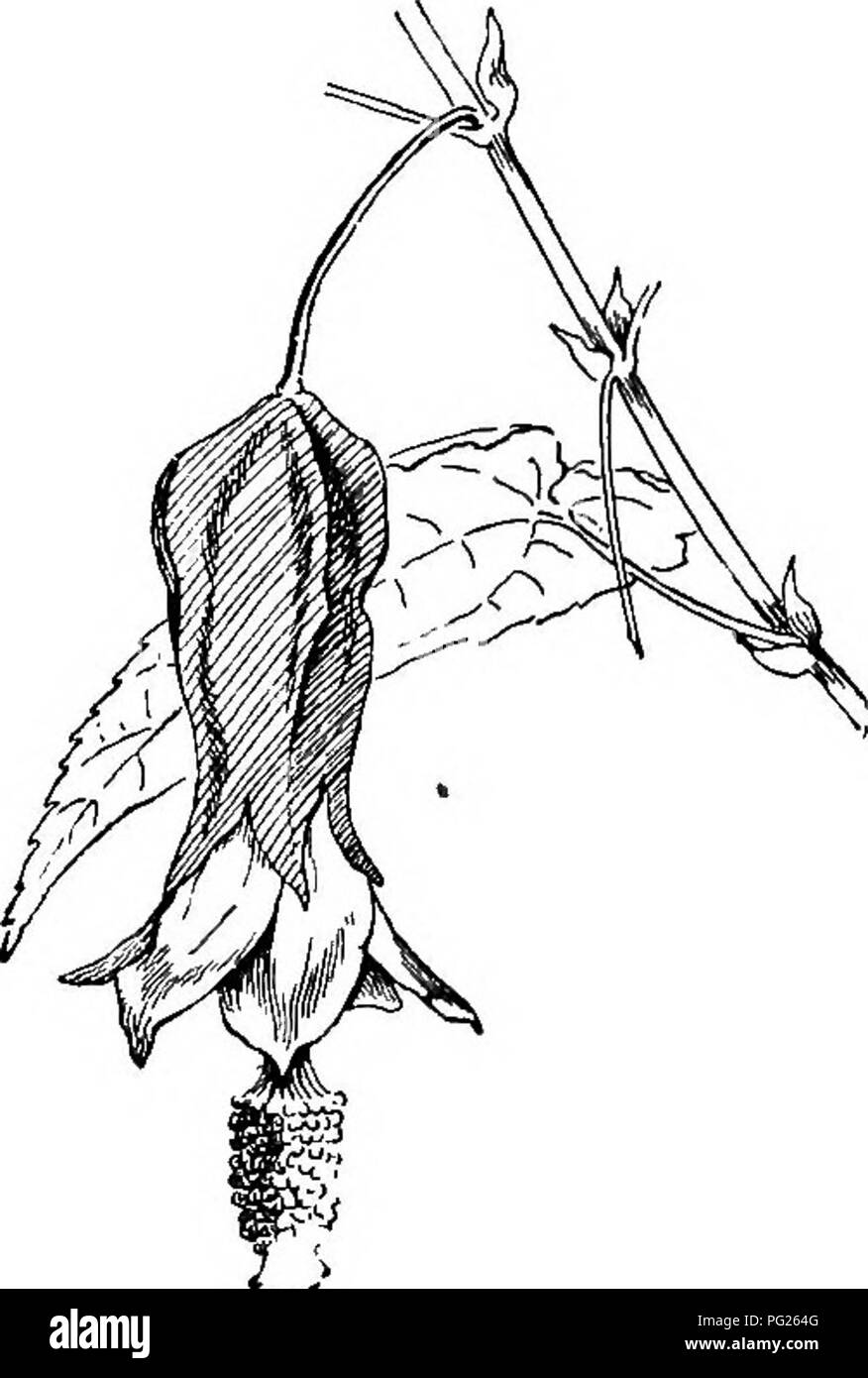 This entry explains the classification of flower clusters into solitary ...