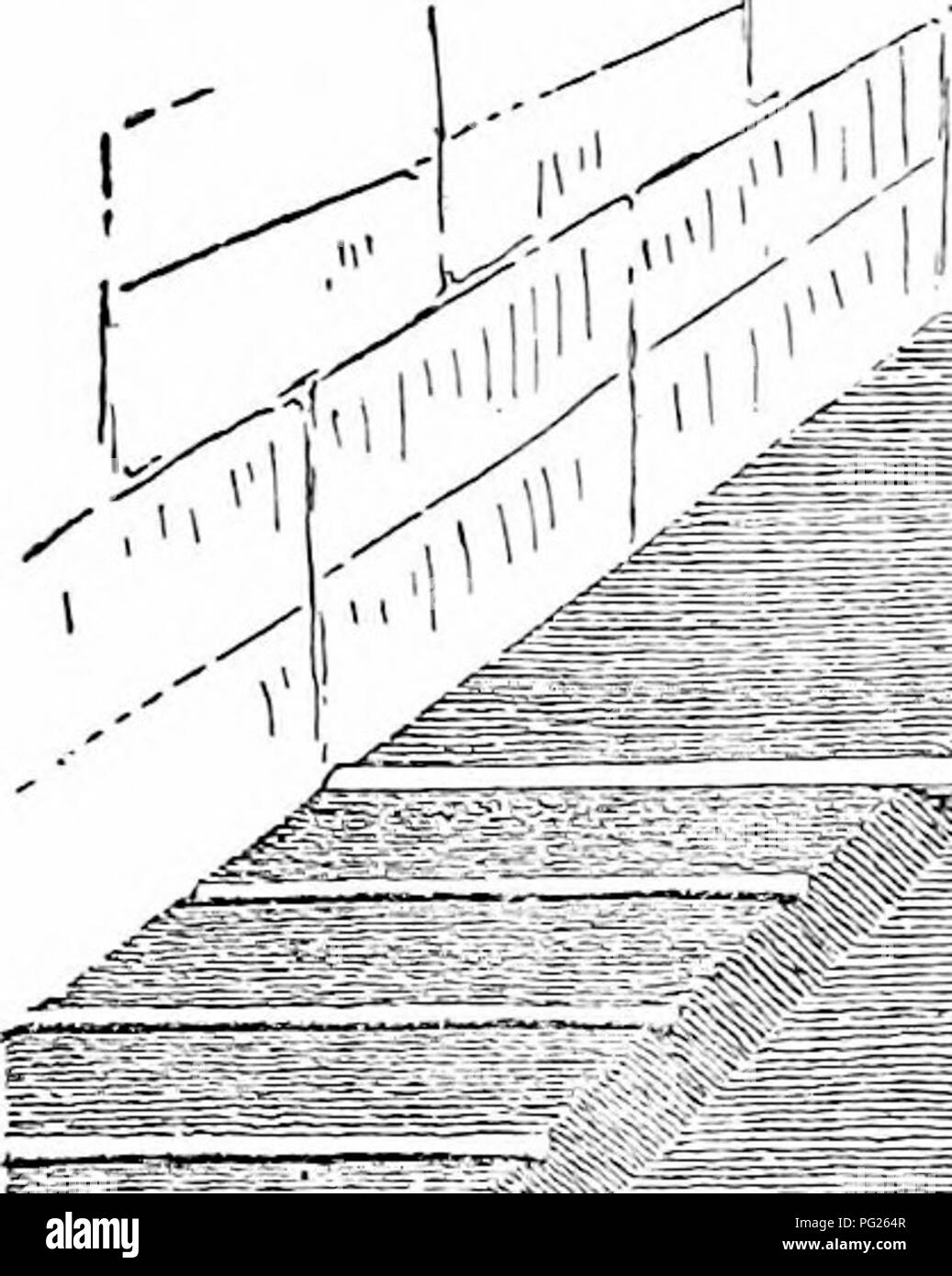 A guide on plant propagation, detailing methods for growing ferns ...