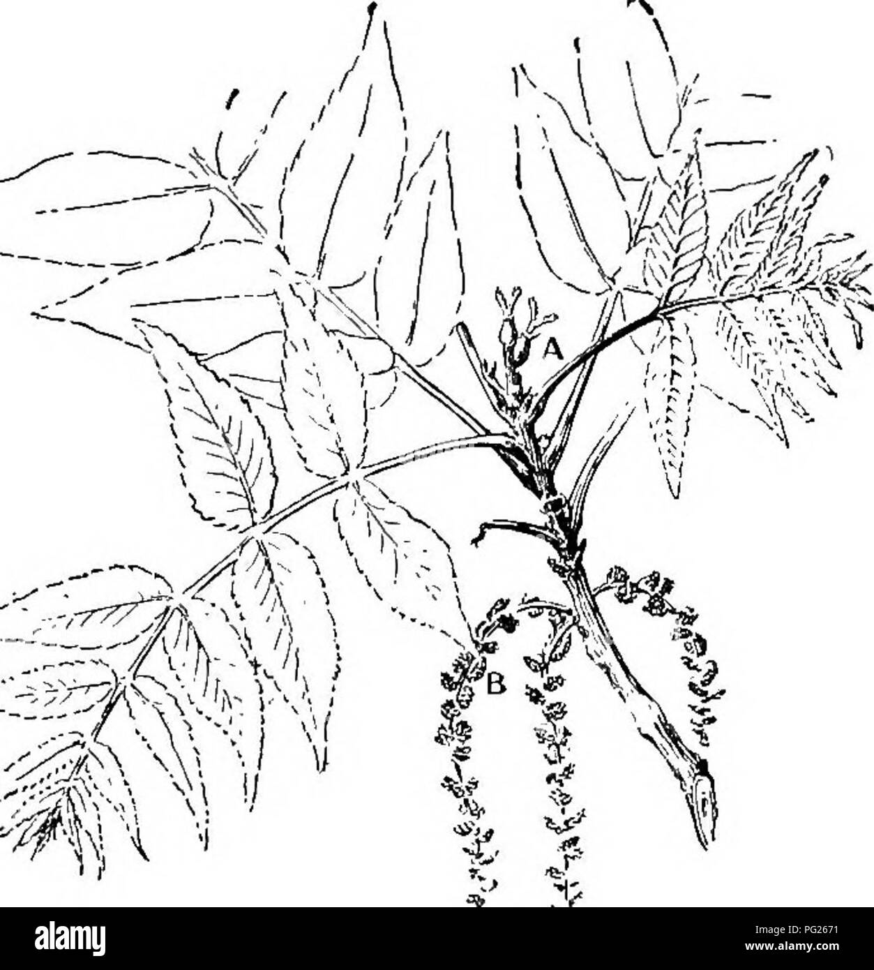 Anemophilous pollination hi-res stock photography and images - Alamy