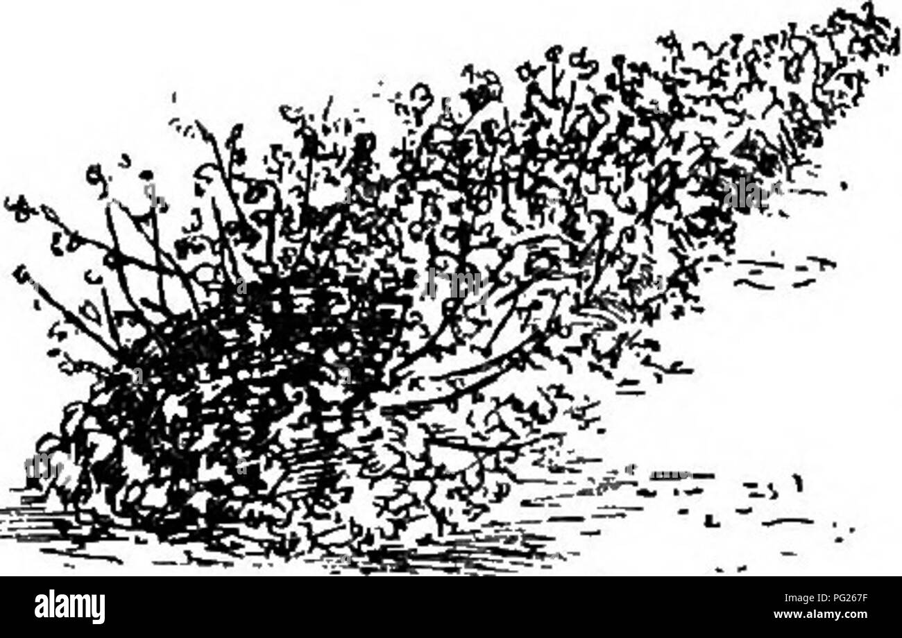 . The nursery-book; a complete guide to the multiplication of plants ...