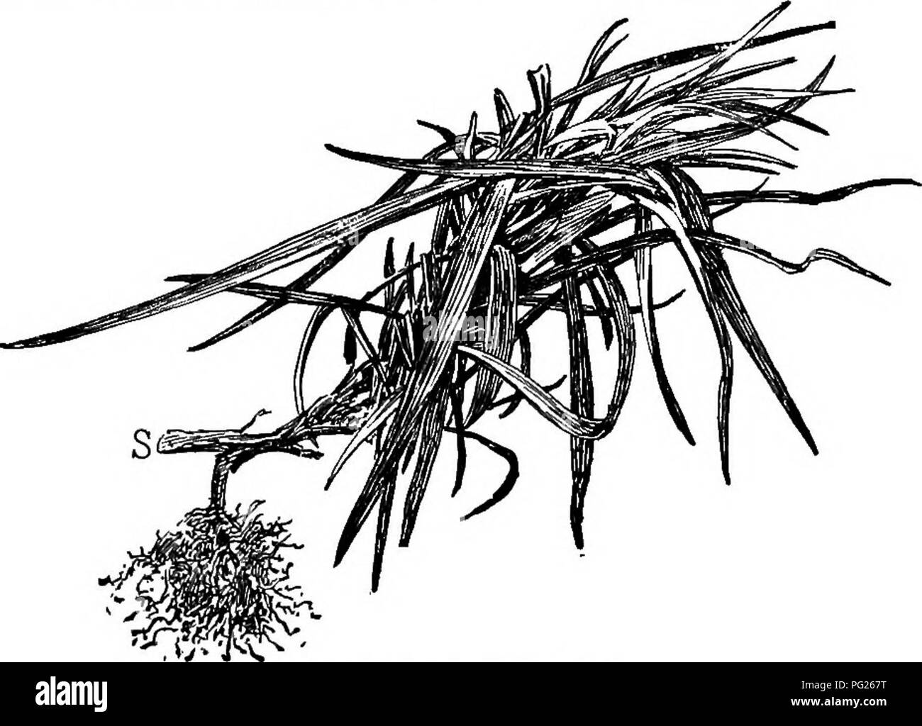 Girdling roots Black and White Stock Photos & Images - Alamy