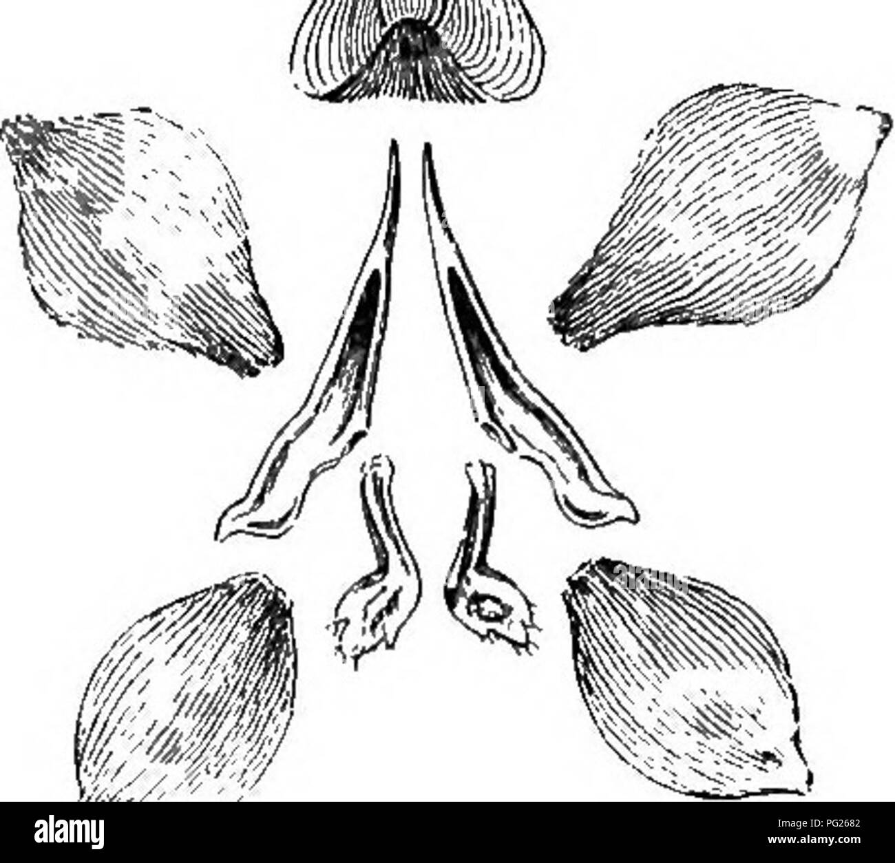 Nectar spurs Black and White Stock Photos & Images - Alamy