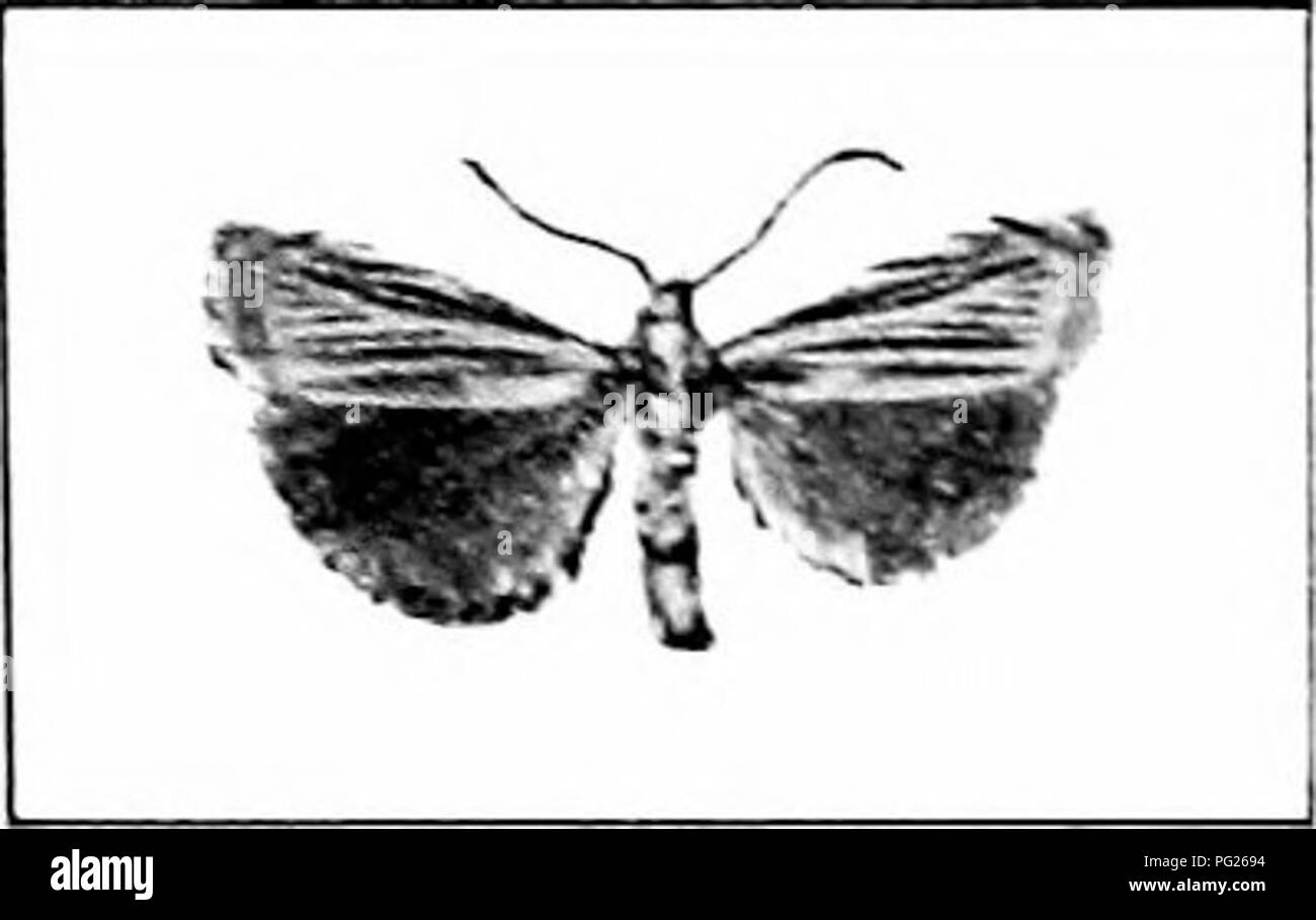 Root feeder Black and White Stock Photos & Images - Alamy