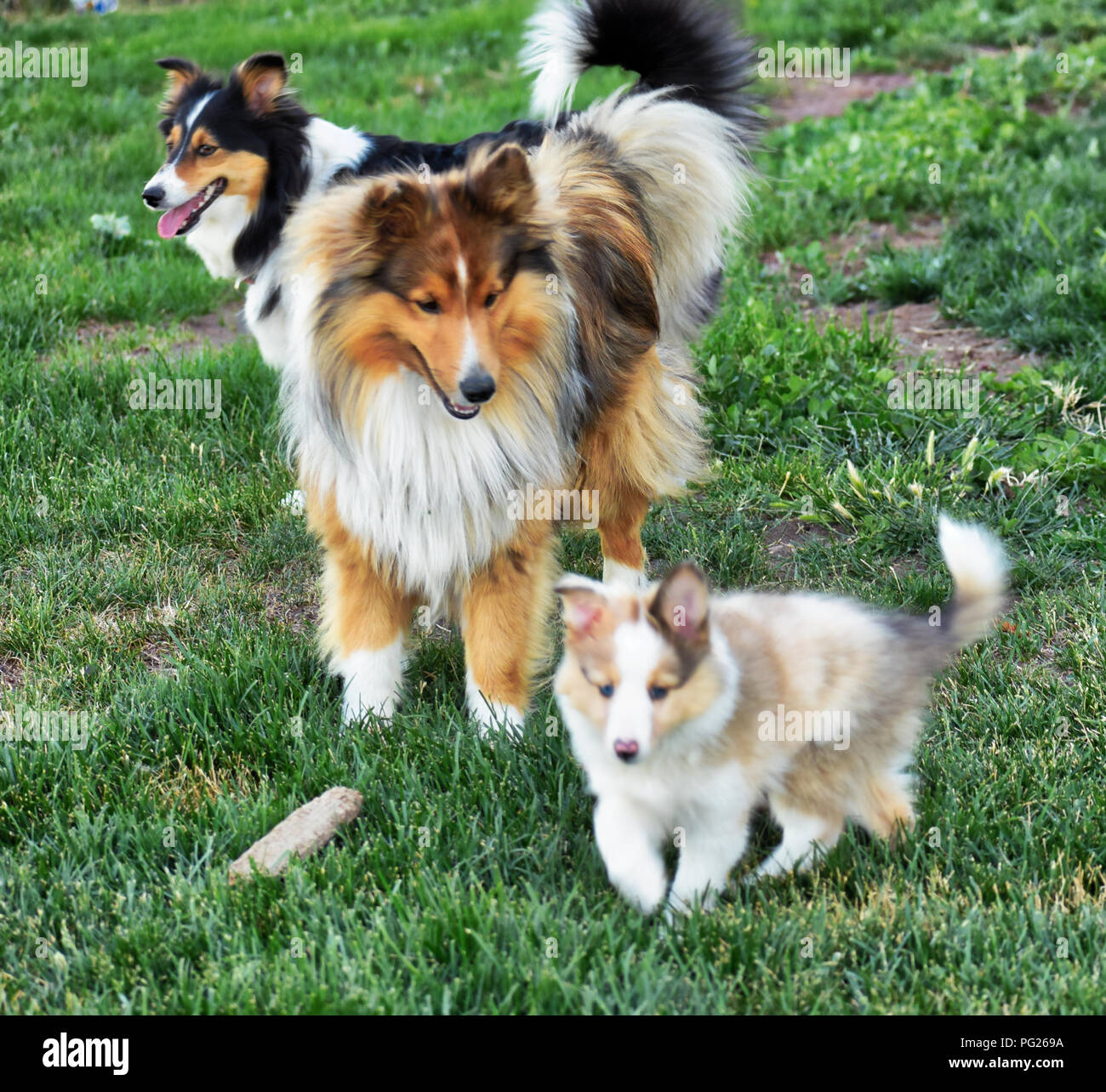 Shelties hi-res stock photography and images - Alamy