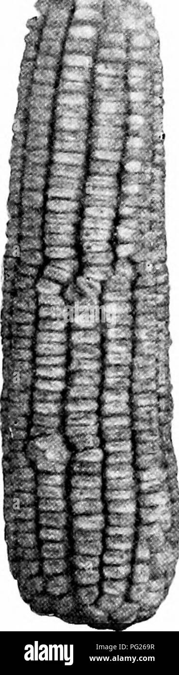 This agricultural guide examines Southern field crops, focusing on the ...