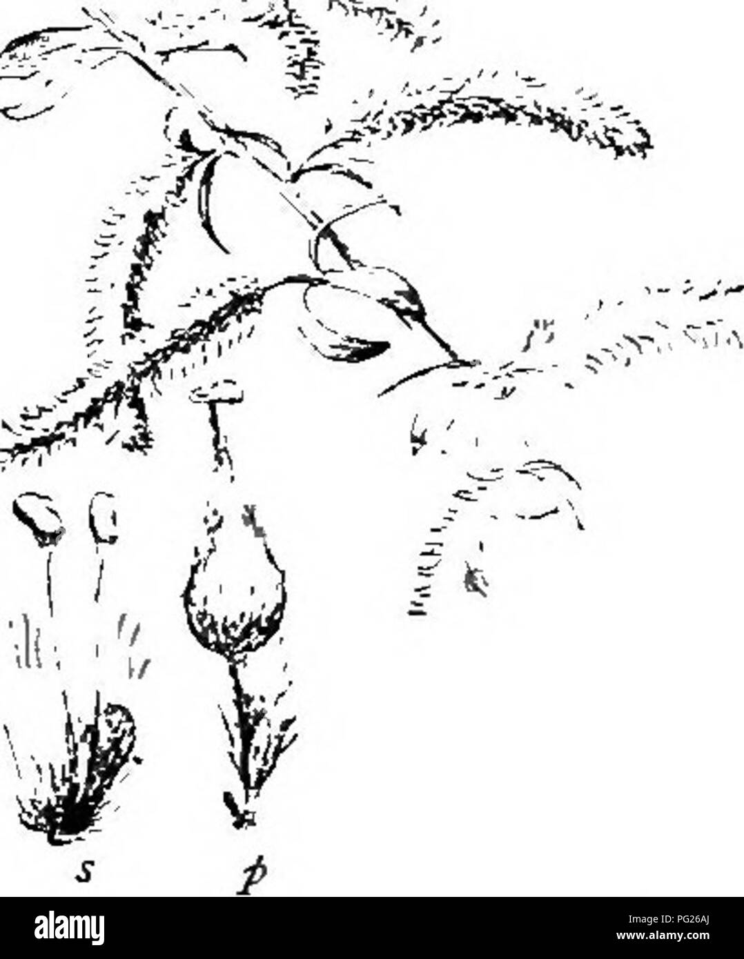 This beginner's guide to botany explains fundamental plant processes ...