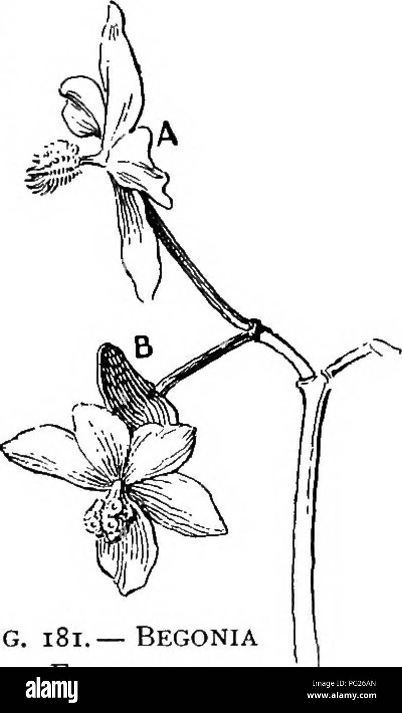 This introductory botany guide covers the basic principles of plant ...