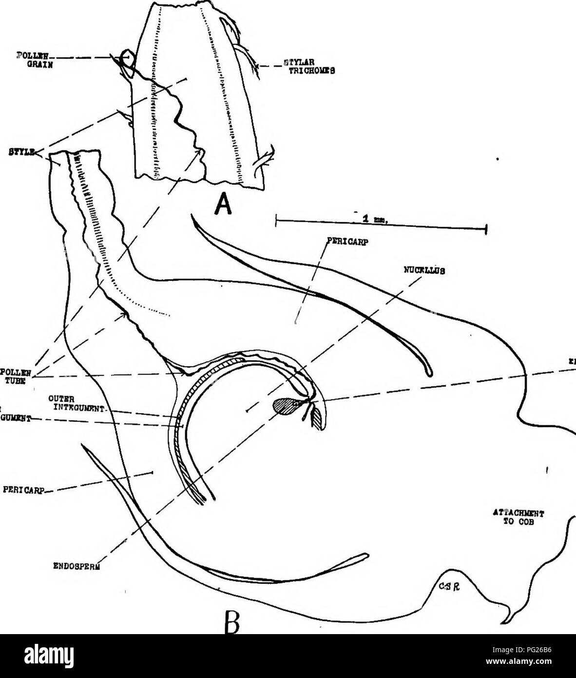 Wind pollination Cut Out Stock Images & Pictures - Alamy