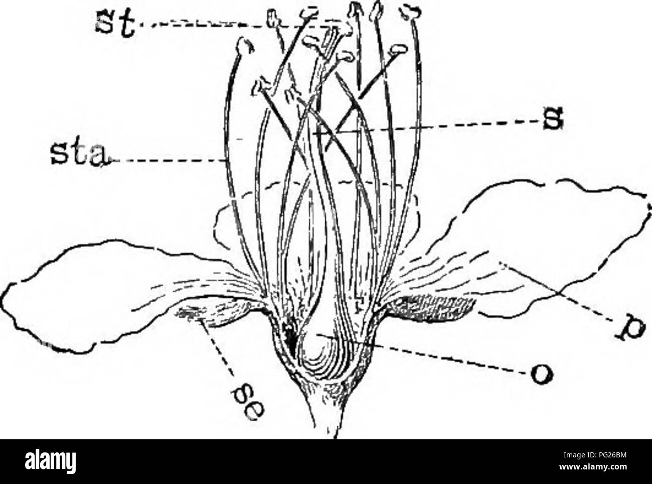 The essential parts of a flower hi-res stock photography and images - Alamy