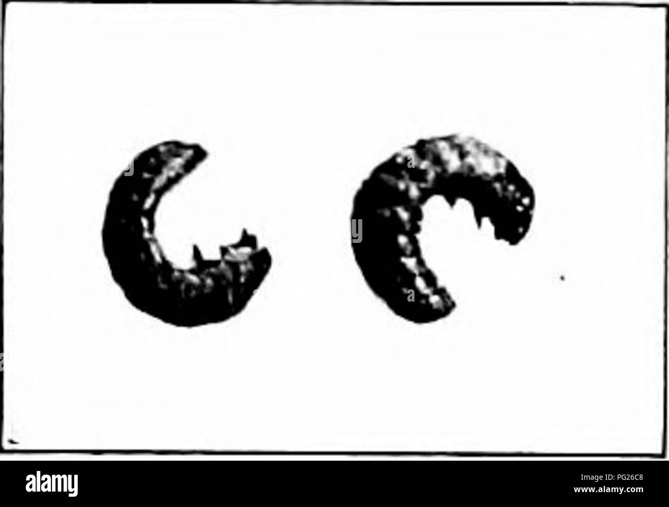 This image illustrates the lifecycle of a root-feeding insect pest ...