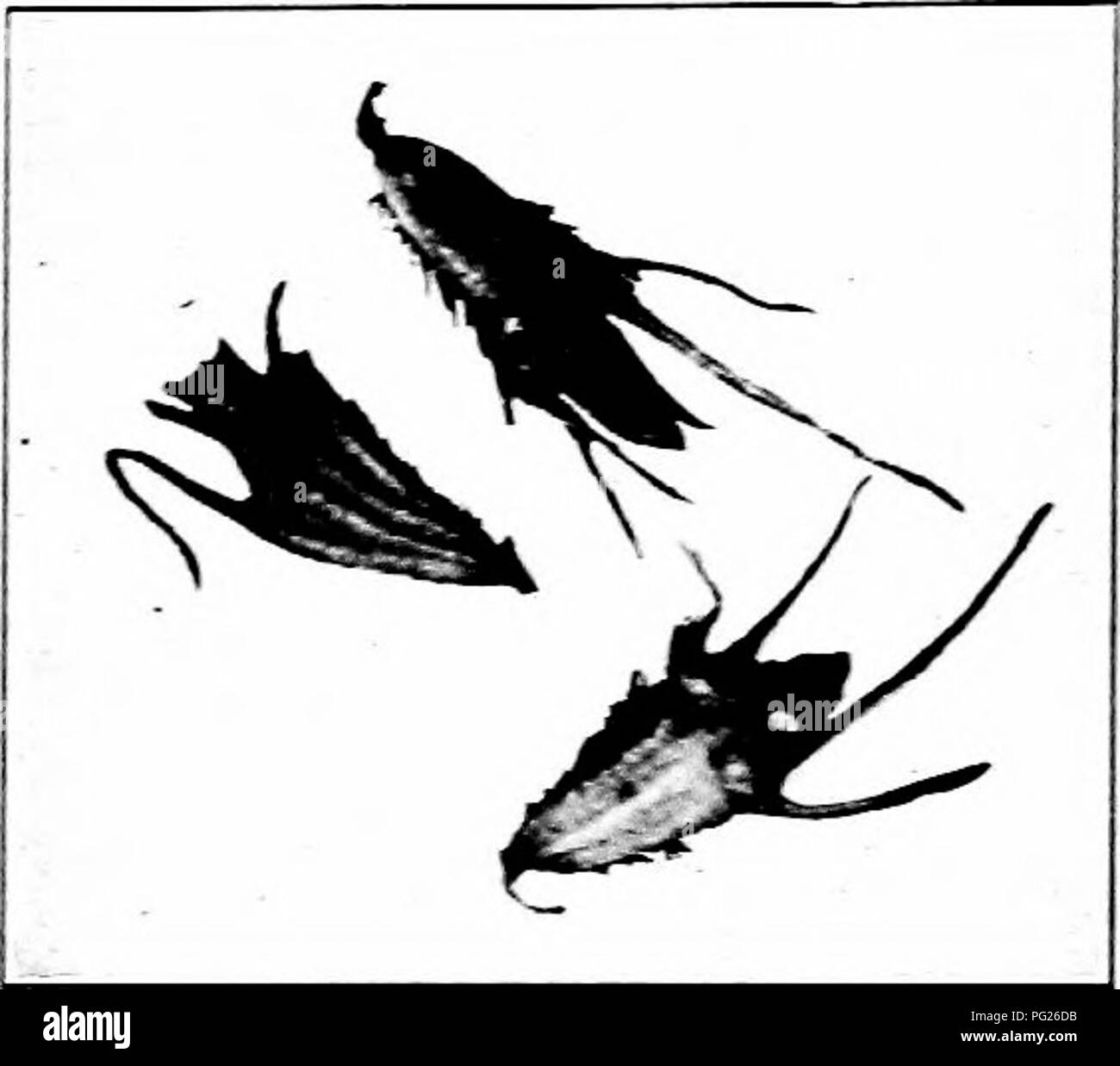 This guide provides detailed information on identifying and controlling ...