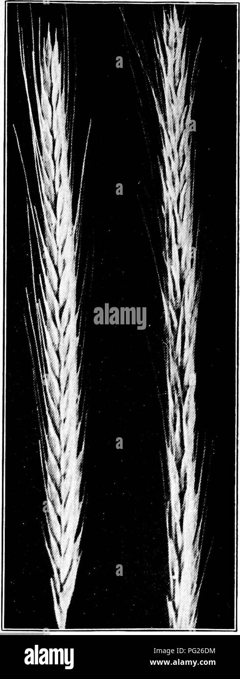 Barley auricles hi-res stock photography and images - Alamy