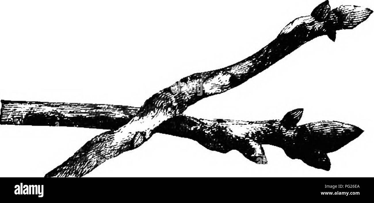 . Beginners' botany. Botany. 120 BEGINNERS' BOTANY tips, of all the ...