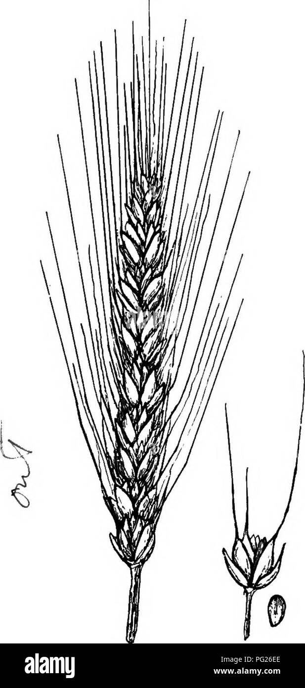 This image discusses the different shapes of wheat spikes in Southern ...