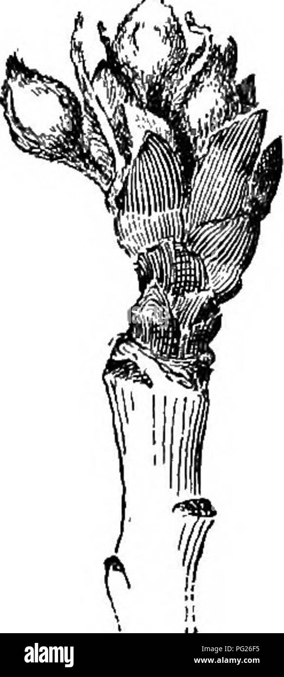 *Beginners' Botany* introduces the basics of plant biology, covering ...