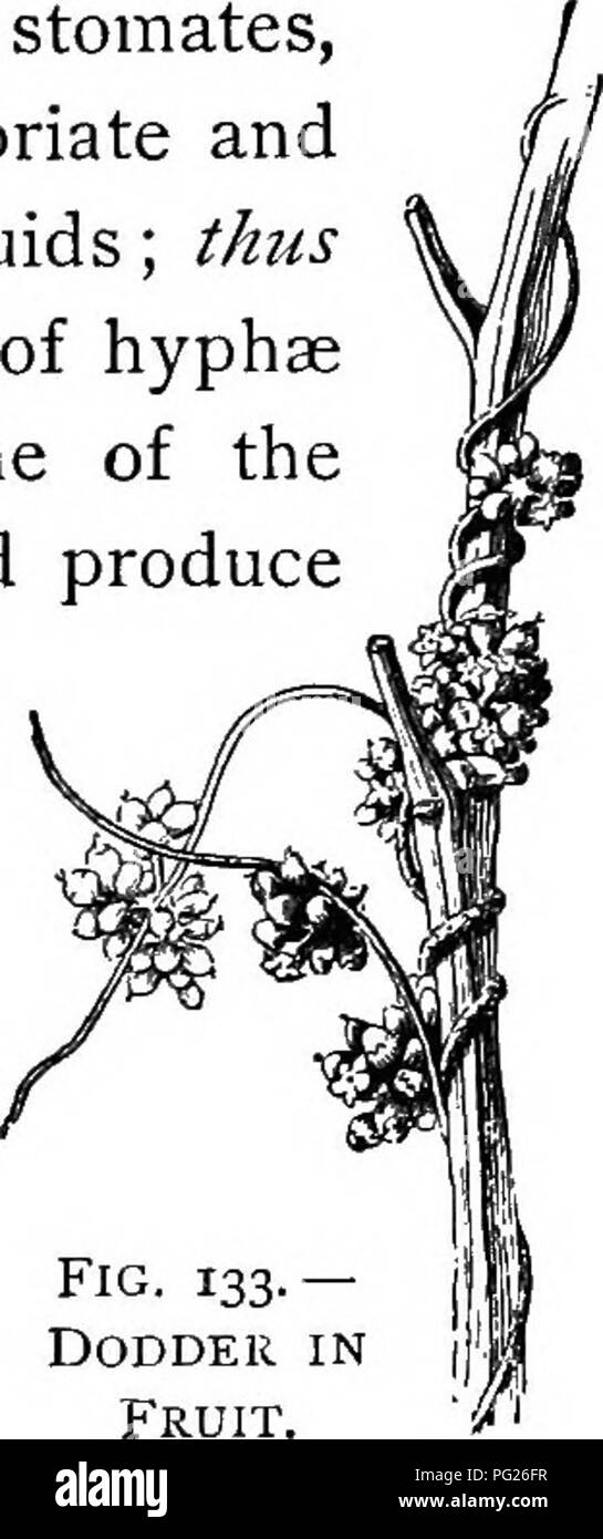 . Beginners' botany. Botany. taches itself to another plant, the dod ...