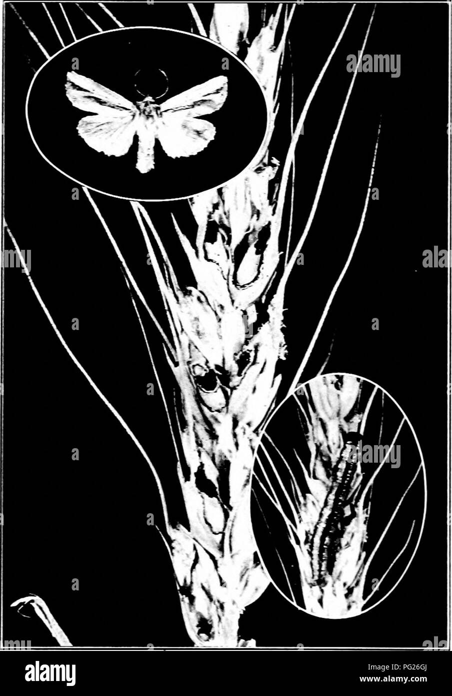 This illustration details the Wheat-head Army-worm, a destructive pest ...