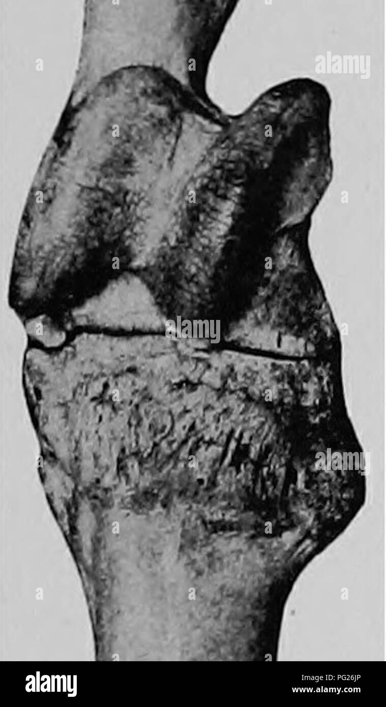 Spavin hi-res stock photography and images - Alamy