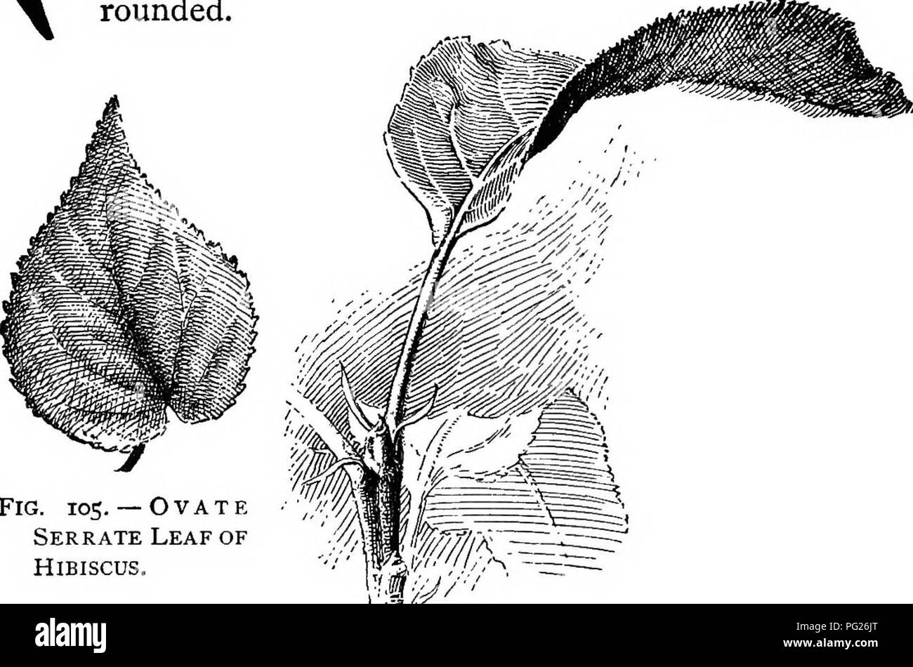 Blade ovate hi-res stock photography and images - Alamy