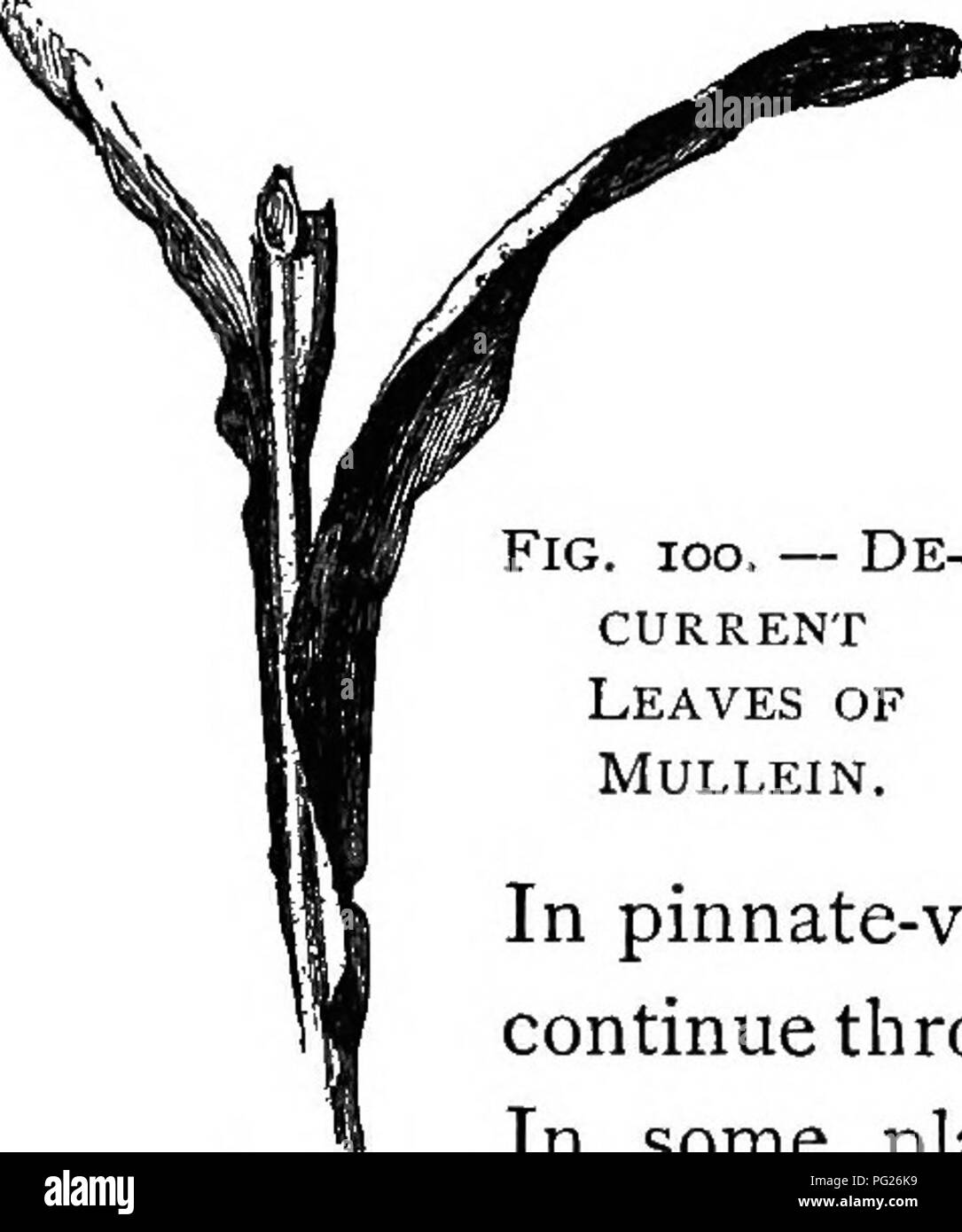 Connate leaf bases hi-res stock photography and images - Alamy