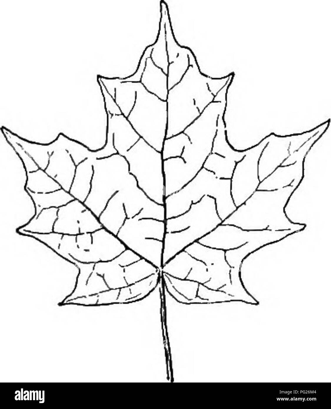 This botanical guide outlines different leaf structures, including ...