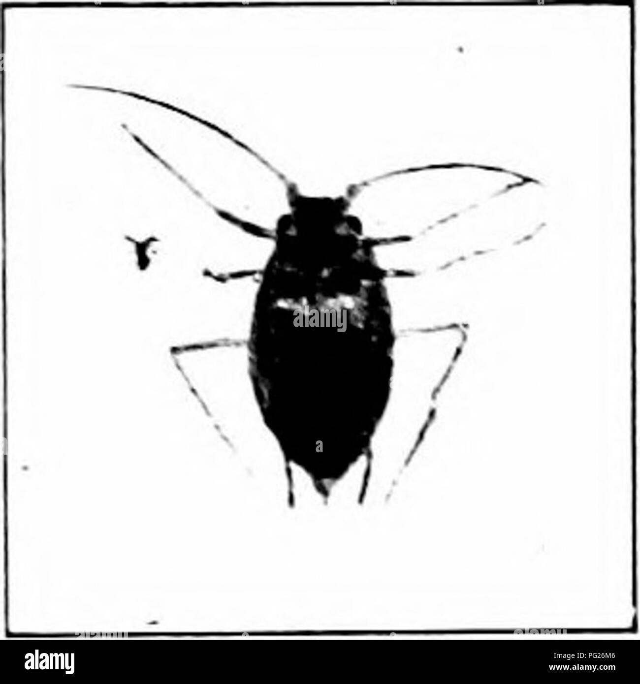 Four winged insect Black and White Stock Photos & Images - Alamy