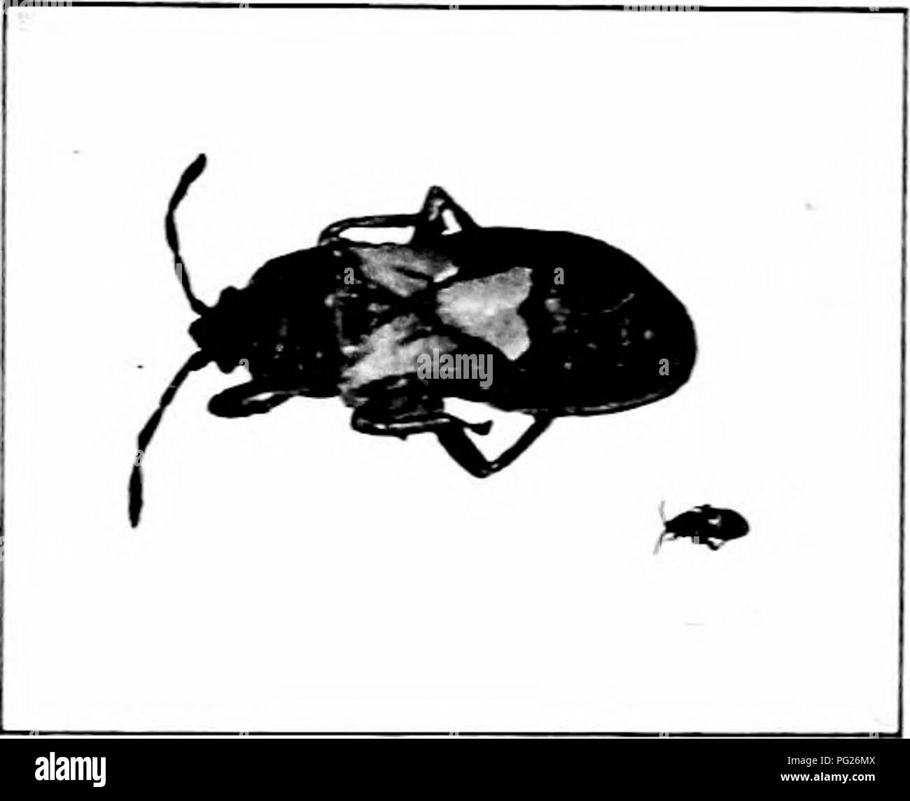 A guide to recognizing and controlling insect pests that harm garden ...