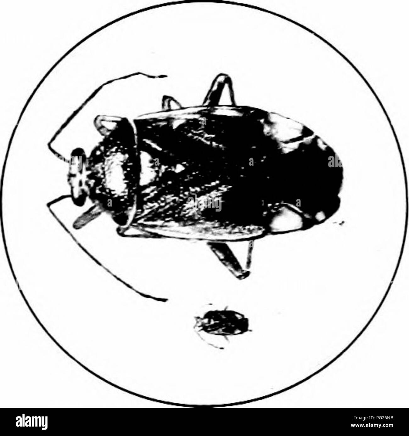 Insect field mustard Black and White Stock Photos & Images - Alamy