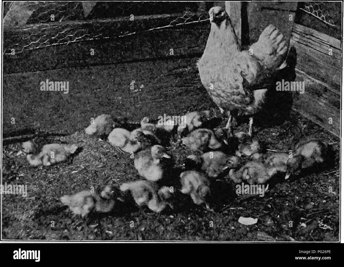 No livestock left in Black and White Stock Photos & Images - Alamy