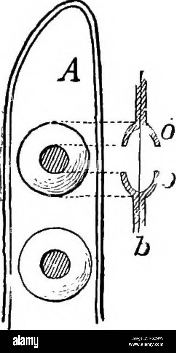 Medullary rays hi-res stock photography and images - Alamy