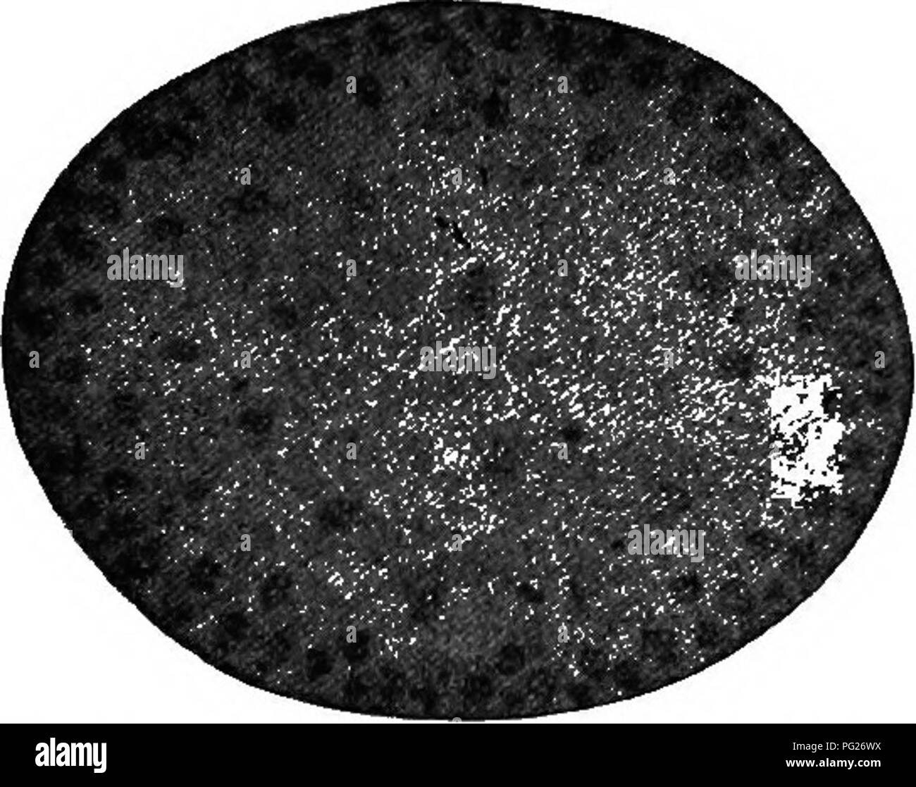 Types of grains Black and White Stock Photos & Images - Alamy