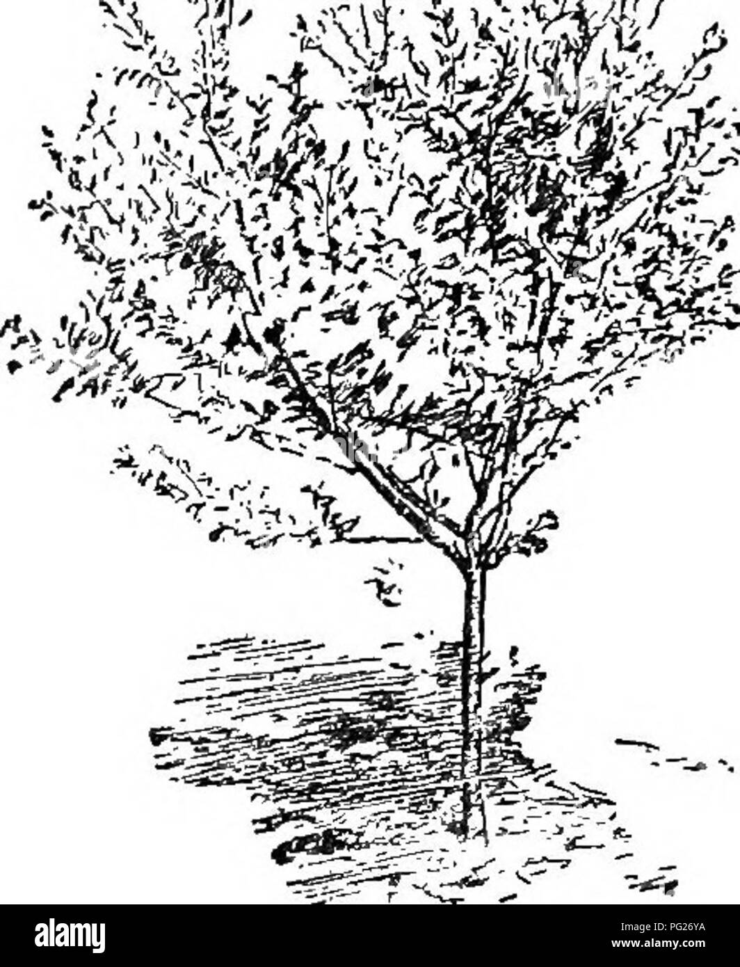 This introductory botany guide covers the basic types of tree trunks ...