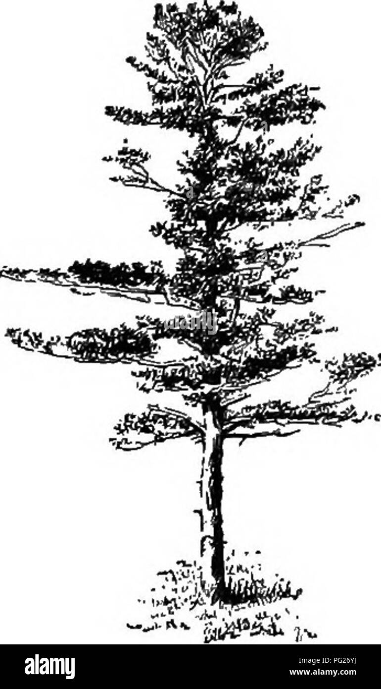 Climbing from one to the other stem hi-res stock photography and images ...