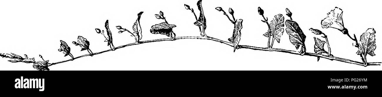 Different types of plant structures hi-res stock photography and images ...