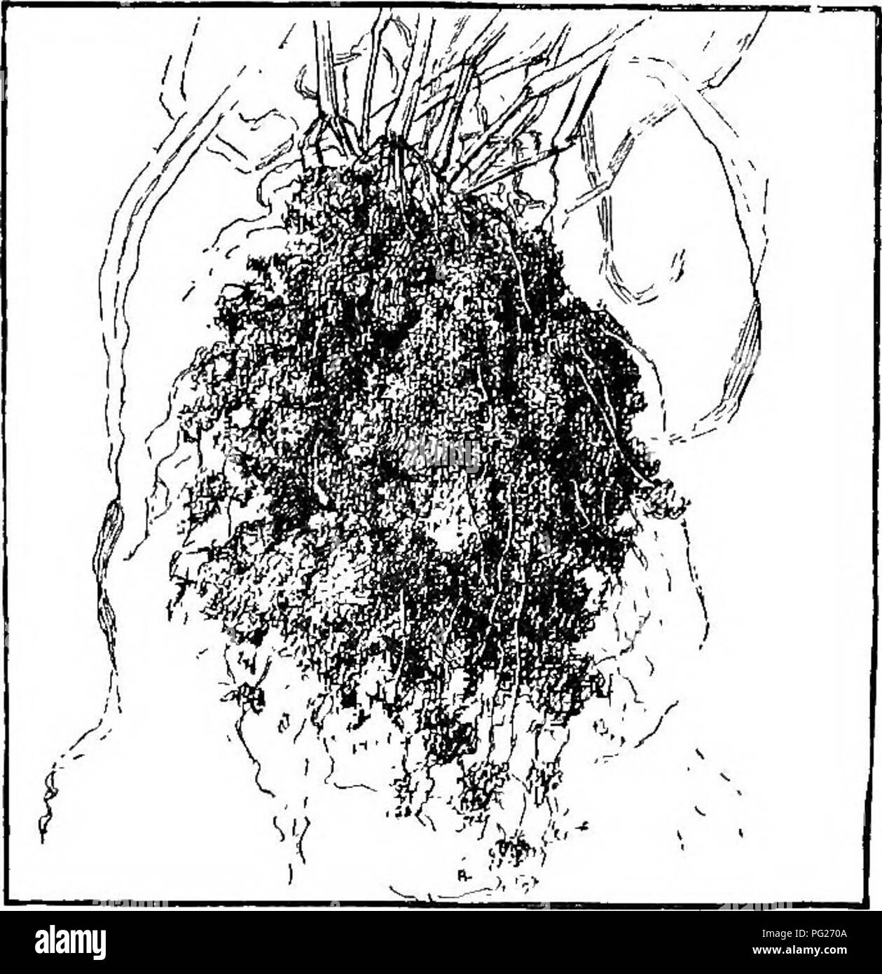 A practical guide to botany for beginners, this section focuses on ...