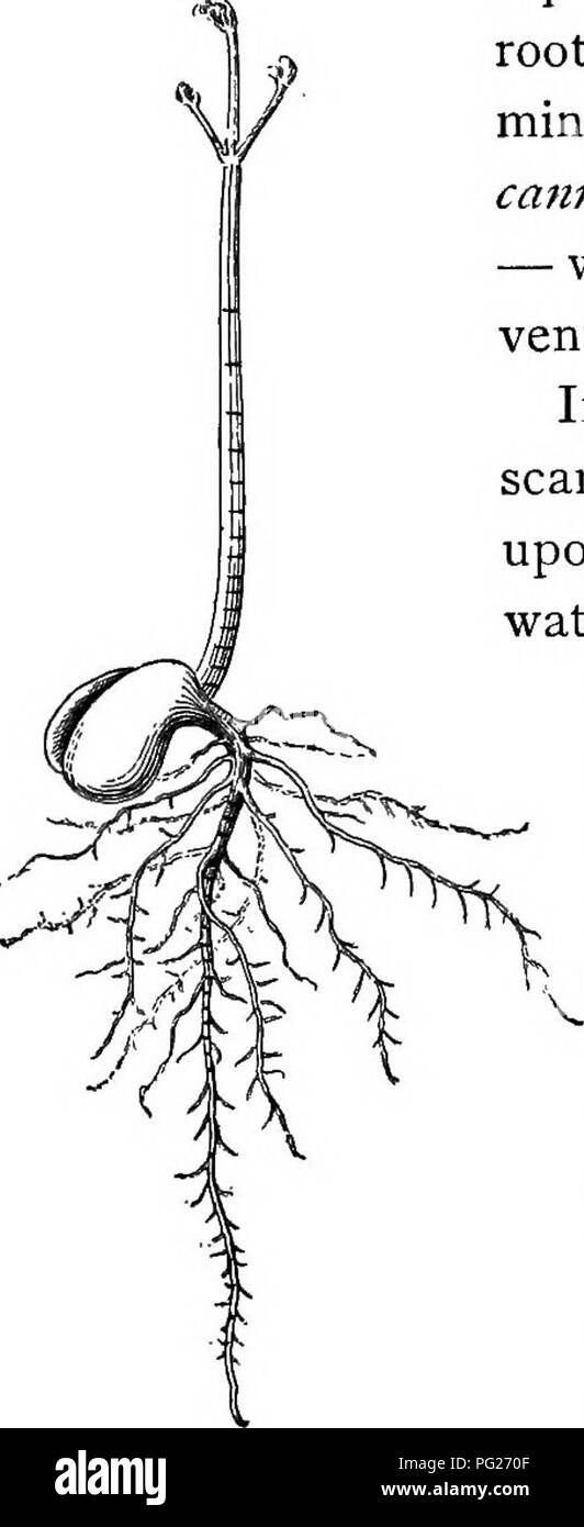 This botany illustration explains the marking of roots and stems ...