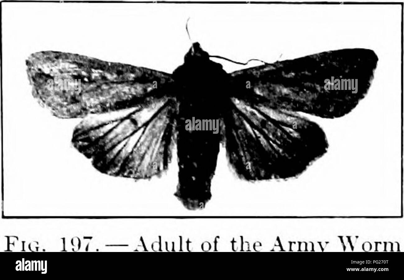 Army of moths hi-res stock photography and images - Alamy
