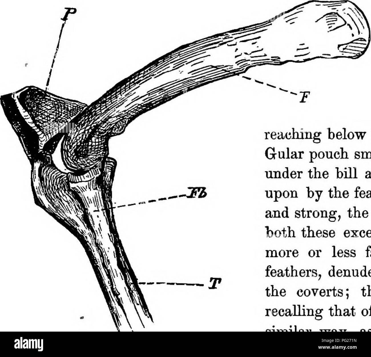 A comprehensive guide to North American bird species, both living and ...